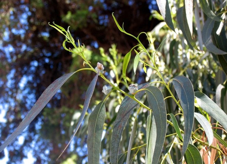 Eucalyptus Citriodora Organic – Oshadhi Singapore