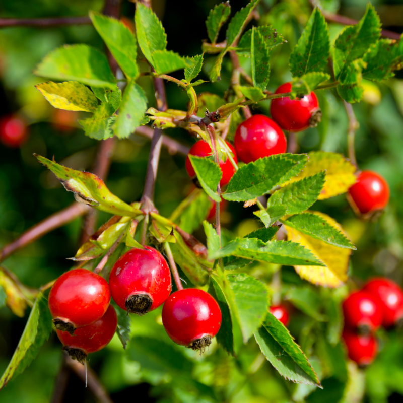 Rosehip Seed Oil Organic – Oshadhi Singapore